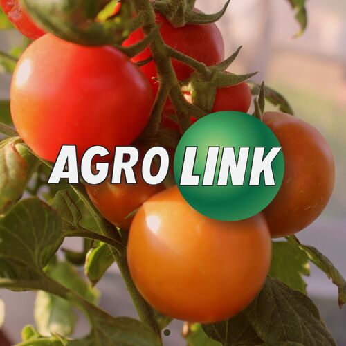 Agrolink News - Tomate - Portuguese Podcast - Download and Listen Free ...