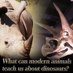 What can modern animals teach us about extinct dinosaurs? from Beyond Bones - Listen on JioSaavn