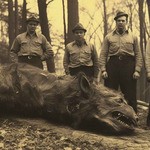 16 TRUE SCARY CAMPING IN NATIONAL FOREST HORROR STORIES from Old ...