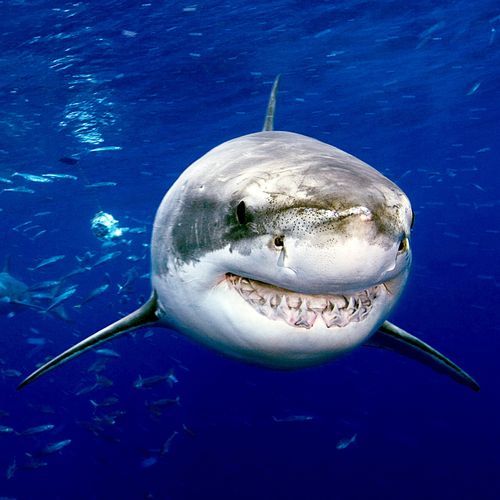 Shark fever: The lore of the great white from The Colin McEnroe Show ...