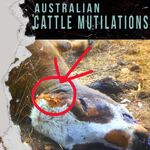 Mutilations: 'The UFO Phenomenon": Are ALIENS The Explanation For The Cattle Mutilation Mystery ...